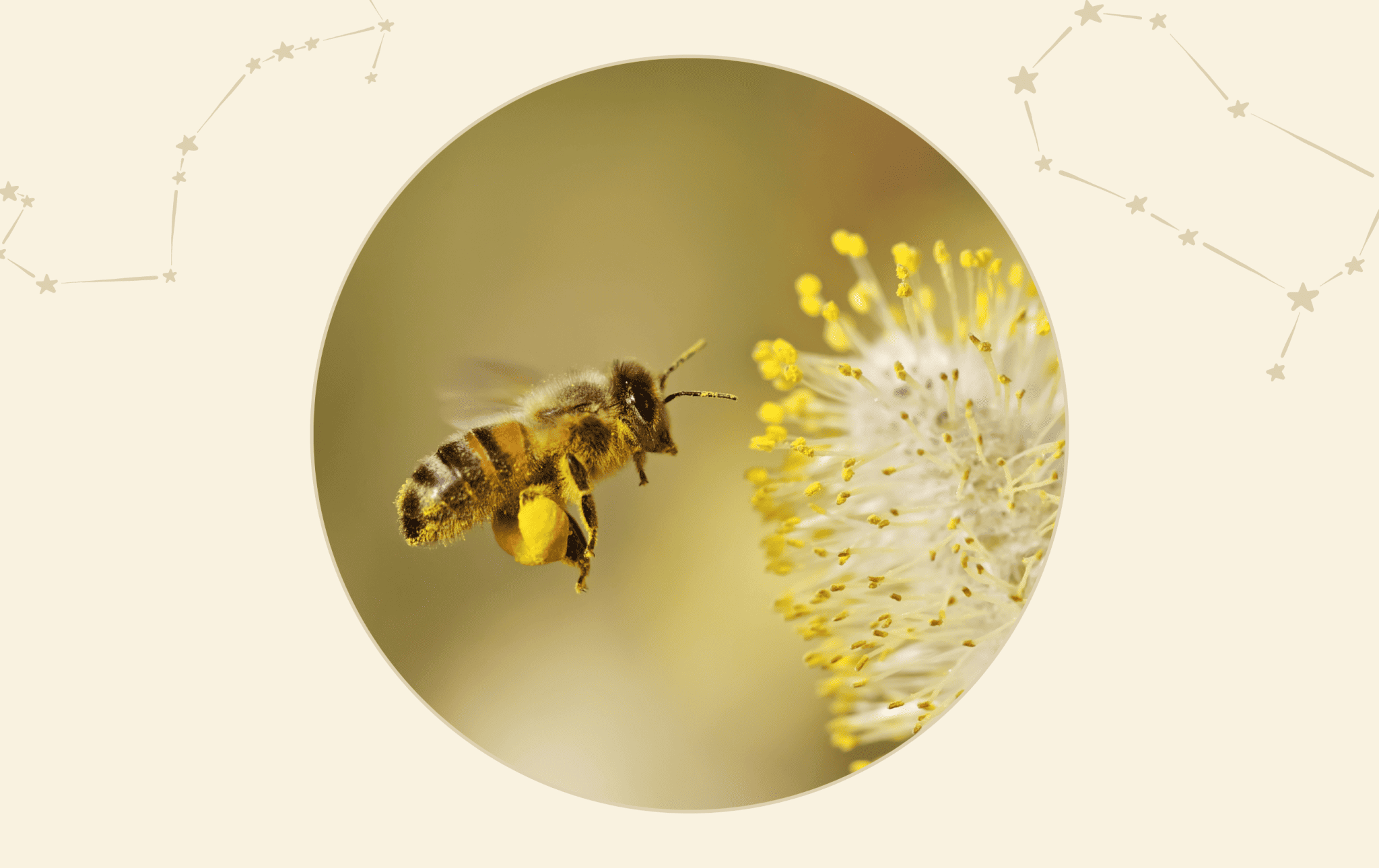 What Is the Spiritual Meaning of Bees? 6 Insights on Bee Symbolism ...